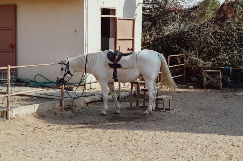 Bucharest: Ranch with Domestic Animals Day Trip - The Details: What’s Included and What to Expect