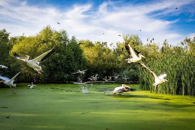 Bucharest: Tour to Danube Delta 2-Days With Boat Tour - Starting Point: Bucharest to Tulcea