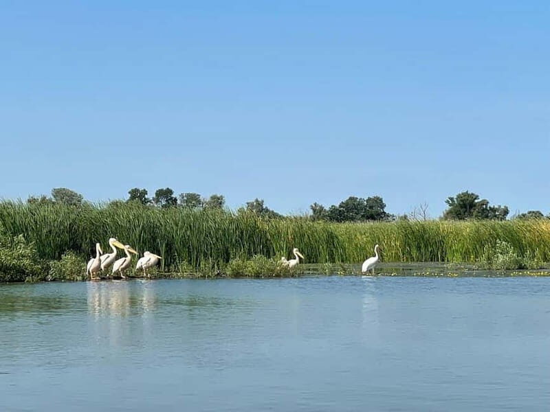 Bucharest: Tour to Danube Delta 2-Days With Boat Tour - Wildlife and Birdwatching: A Nature Lover’s Dream