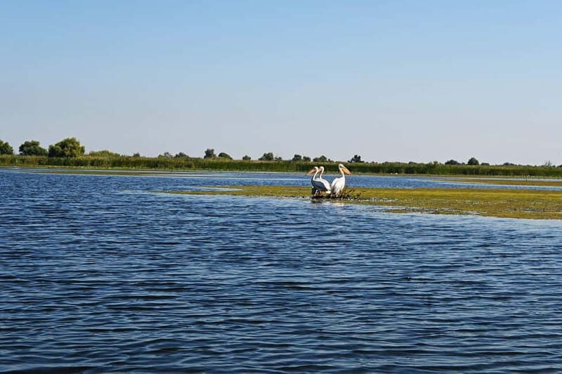 Bucharest: Tour to Danube Delta 2-Days With Boat Tour - Day Two: Further Exploration & Return