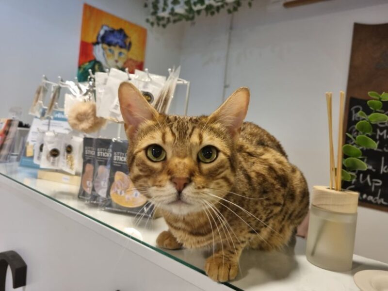 Budapest: Cat Museum Budapest Entry Ticket - A Deep Dive into the Budapest Cat Museum