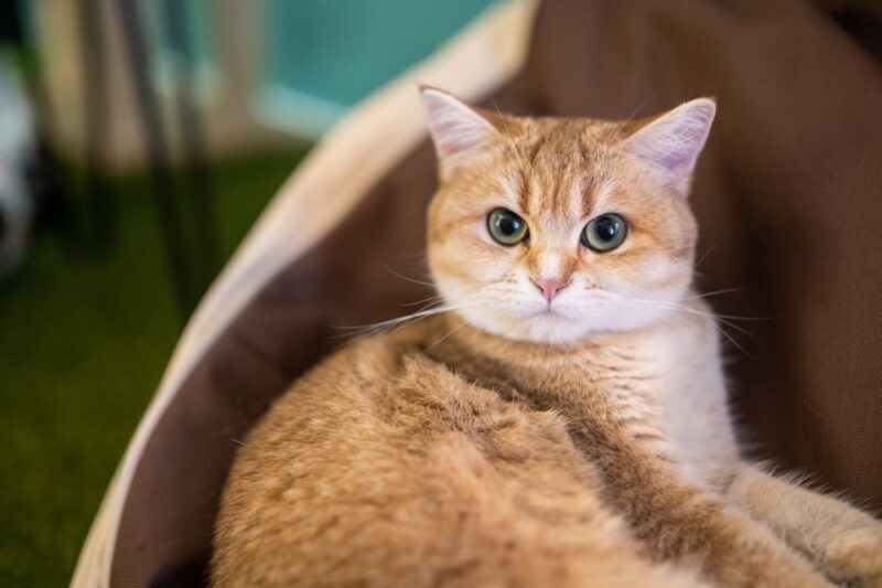 Budapest: Cat Museum Budapest Entry Ticket - FAQs about the Budapest Cat Museum