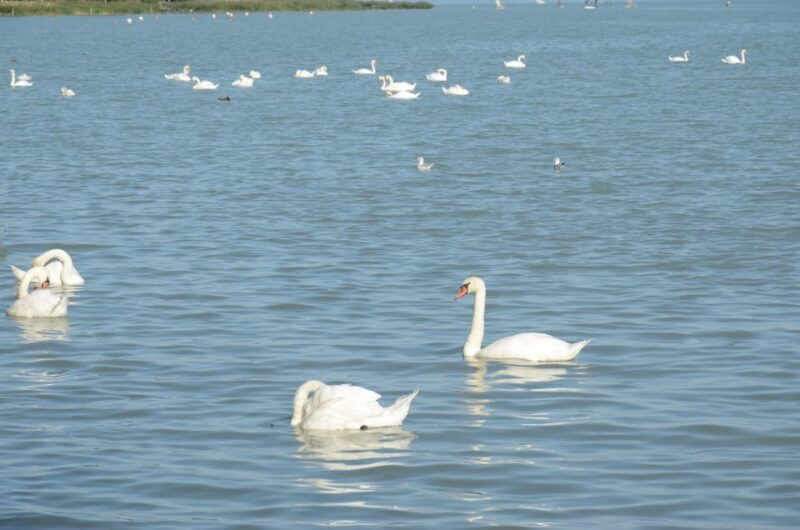 Budapest: Lake Balaton and Herend Full-Day Private Tour - FAQs