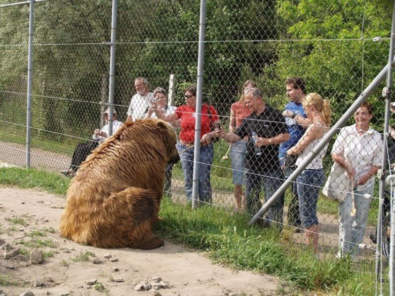 Budapest: Transport & Guided Tour of Bear and Wolf Sanctuary - An In-Depth Review of the Sanctuary Experience