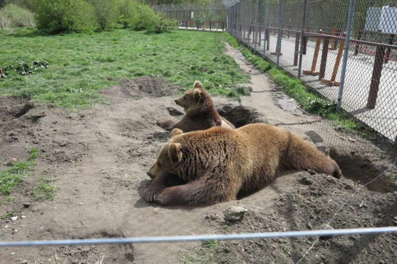 Budapest: Transport & Guided Tour of Bear and Wolf Sanctuary - Practical Details and Logistics