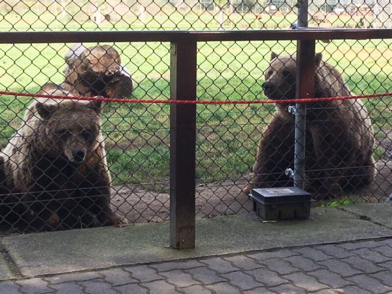 Budapest: Transport & Guided Tour of Bear and Wolf Sanctuary - Who Will Love This Tour?