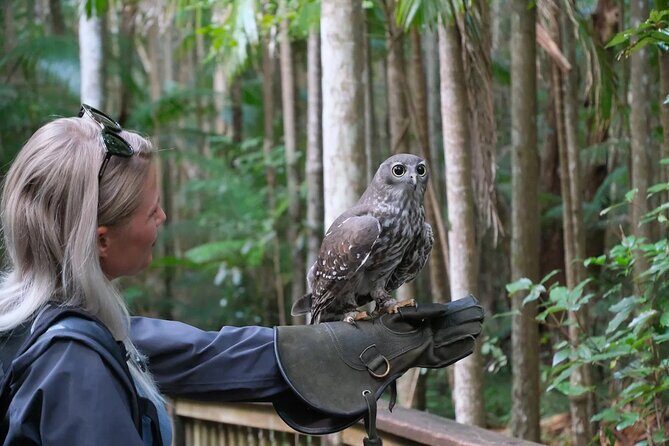 Buderim Forest Flight Owl Encounter and Tour - A Closer Look at the Tour Experience