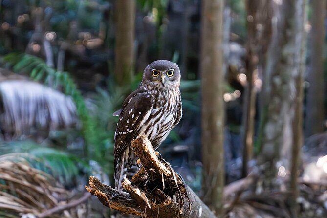 Buderim Forest Flight Owl Encounter and Tour - Practical Considerations and Tips