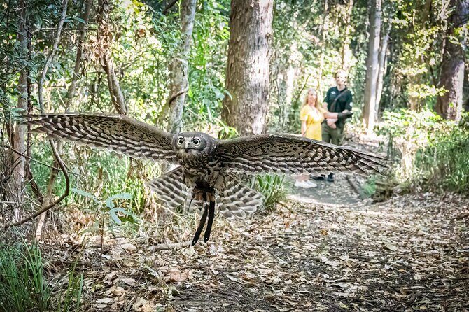Buderim Forest Flight Owl Encounter and Tour - Who Should Consider This Tour?