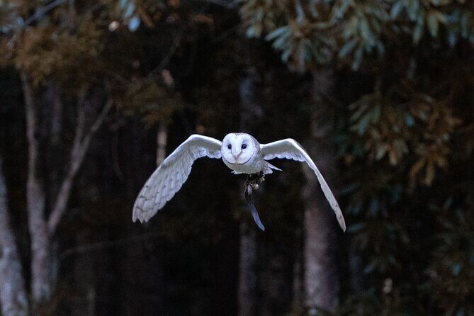 Buderim Forest Flight Owl Encounter and Tour - The Sum Up