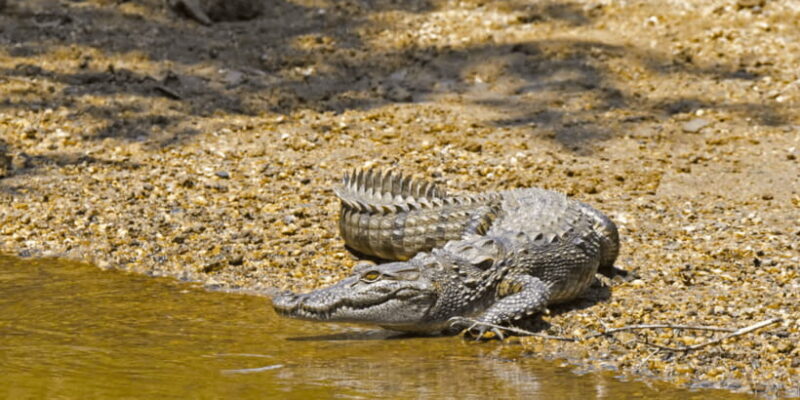 Budget Safari to Wilpaththu National Park from Anuradhapura - Key Points