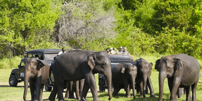 Budget Safari to Wilpaththu National Park from Anuradhapura - The Sum Up: Who Will Love This Safari