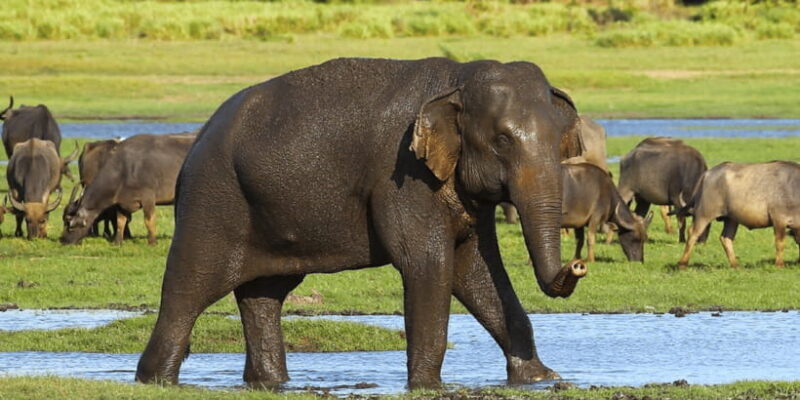 Budget Safari to Wilpaththu National Park from Anuradhapura - FAQ