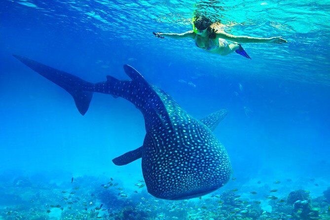Budgeted: Bohol to Oslob Cebu Whale Shark Experience - The Itinerary & What to Expect