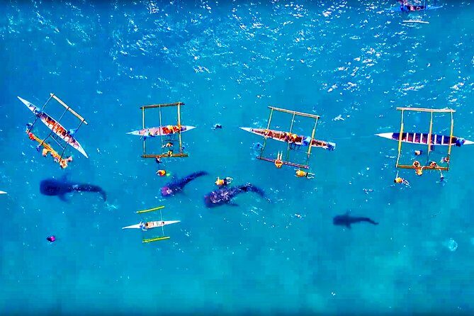 Budgeted: Bohol to Oslob Cebu Whale Shark Experience - The Experience: Pros & Cons