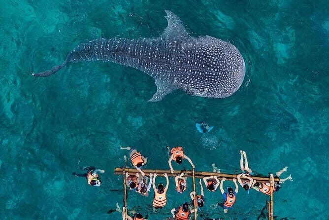 Budgeted Bohol Whale Shark - Key Points