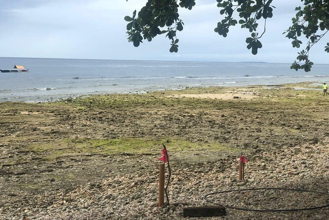 Budgeted Bohol Whale Shark - An Overview of the Experience