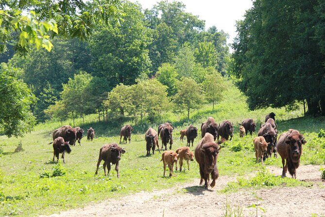 Buffalo Creek Ranch Tour Experience - Discovering the Itinerary: What You Can Expect