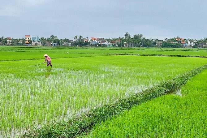 Buffalo Riding, Basket Boat Tour And Cooking Class - An In-Depth Look at the Tour Experience