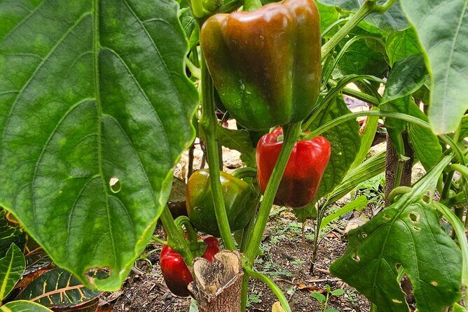 Buggy, horse and plantation ranch - A Closer Look at the Itinerary