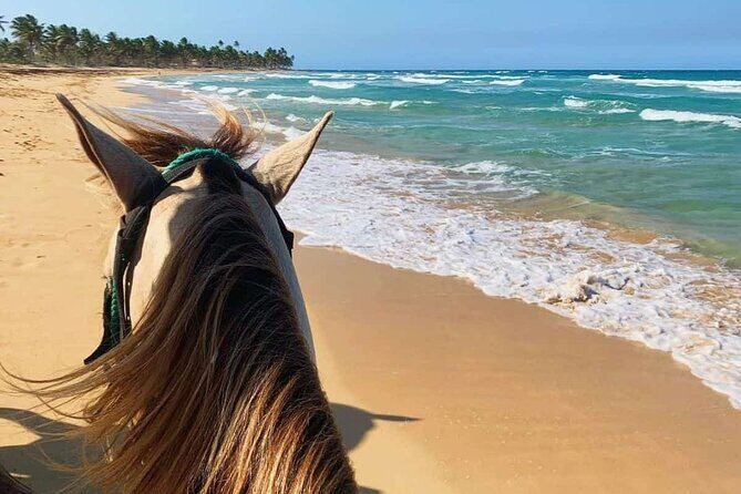 Buggy, Horse and Zip Line with Lunch included from Punta Cana - Who Is This Tour Best For?