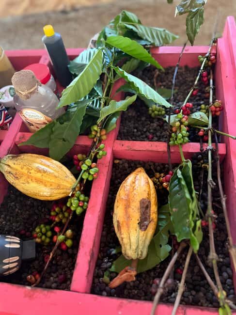 Buggy Tour in Punta Cana: Mamajuana - Coffee - Swimming in Cenote and Macao Beach - An Overview of the Experience