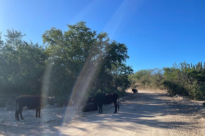 Build Your Own: Off Road Adventure in Los Cabos - Reviews and Real Traveler Feedback