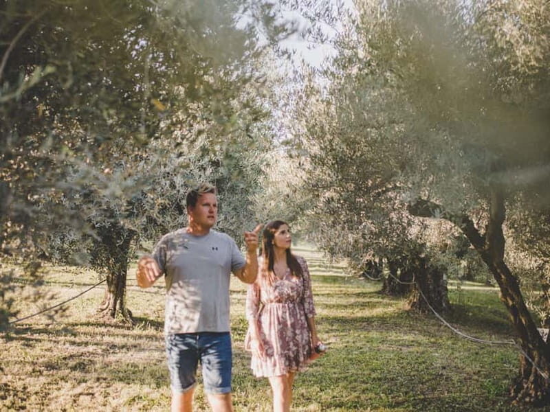 Buje: Istrian Family Farm with Walking Tour, Food, and Wine - Exploring Olive Groves and Vineyards