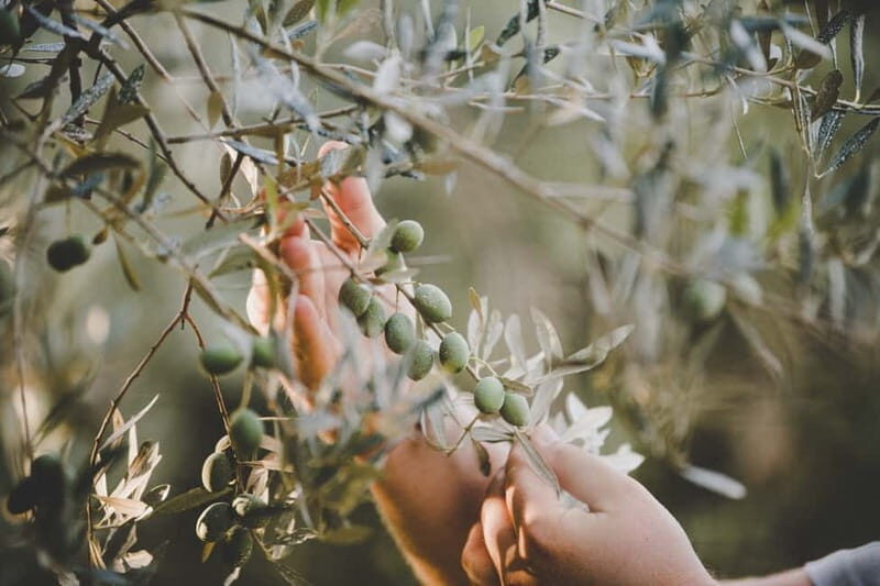 Buje: Istrian Family Farm with Walking Tour, Food, and Wine - The Cellar and Olive Oil Tasting