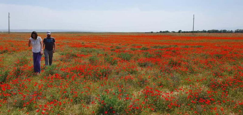 Bukhara/Samarkand: 2-Day Guided Nurata Mount & Desert Tour - Key Points