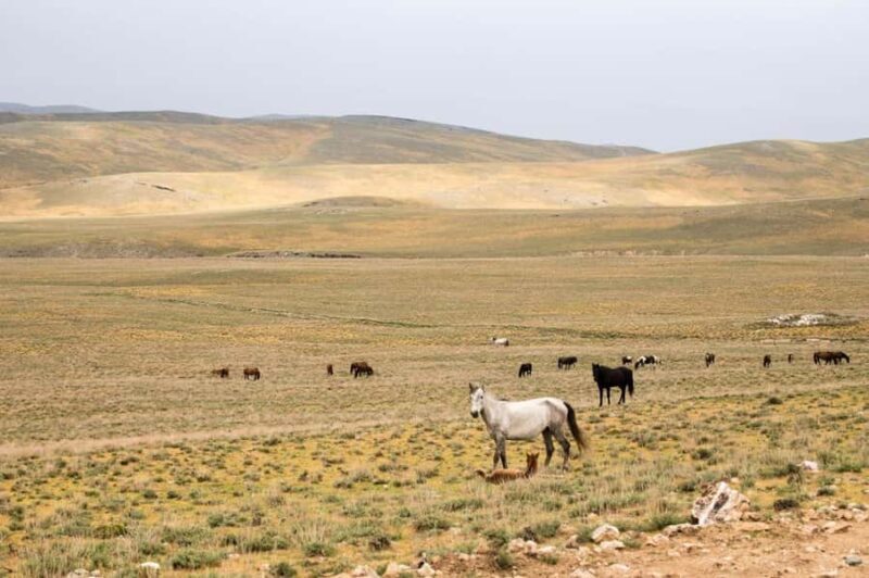 Bukhara/Samarkand: 2-Day Guided Nurata Mount & Desert Tour - Who Will Enjoy This Tour?