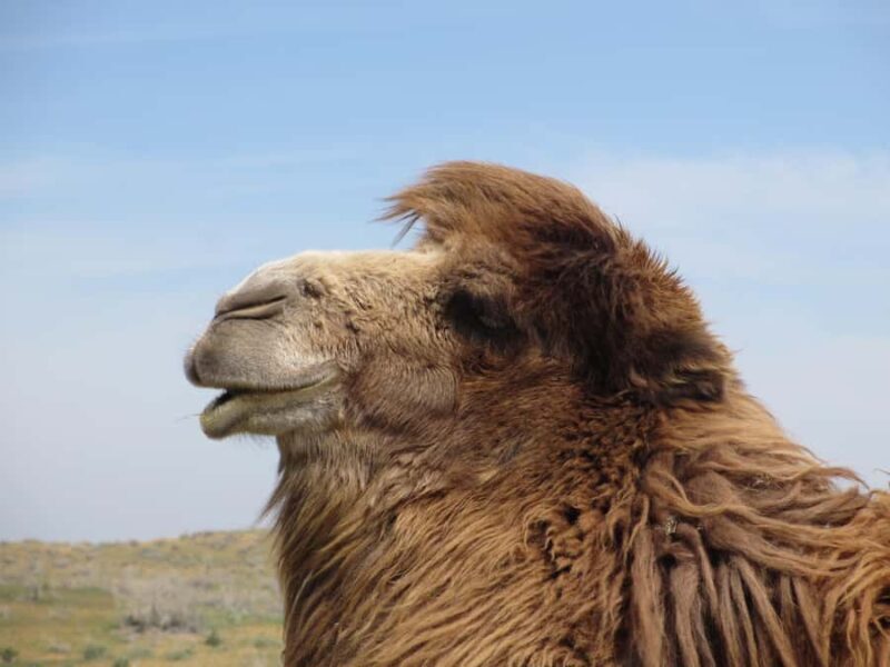 Bukhara/Samarkand: Nurata, Aydarkul Lake & Desert Day Trip - Nature and Serenity at Aydarkul Lake