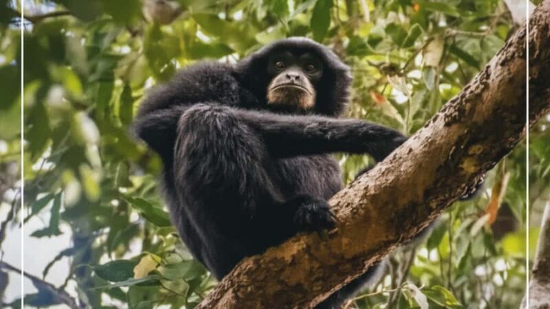 Bukit Lawang: 4-Day Wild Orangutan and Art Trek - A Genuine Look at the 4-Day Trek Experience