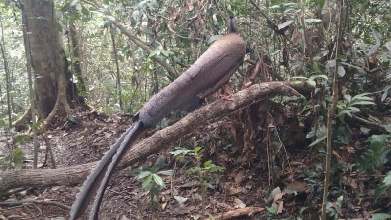 Bukit Lawang: 4-Day Wild Orangutan and Art Trek - Who Should Consider This Tour?