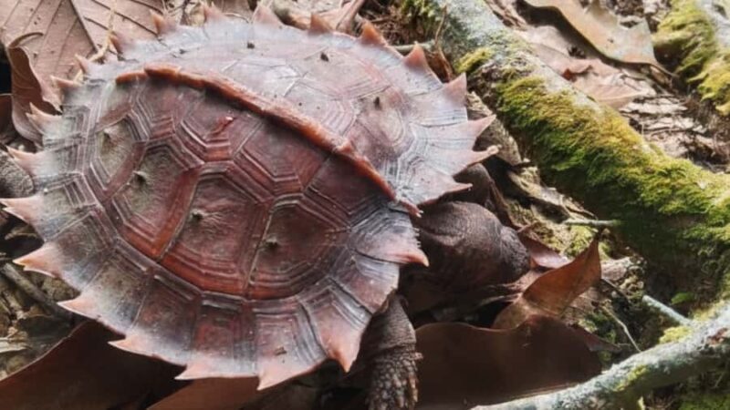 Bukit Lawang: 4-Day Wild Orangutan and Art Trek - The Sum Up