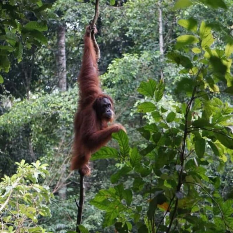 Bukit Lawang: 6-Day Wonderful Jungle Trek & Retreat - Authenticity and Value