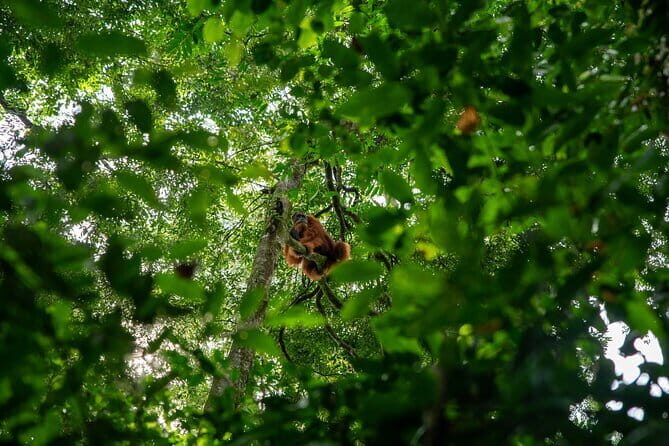 Bukit Lawang Berastagi 4 Days 3 Nights Volcano & Jungle Trekking - The Sum Up