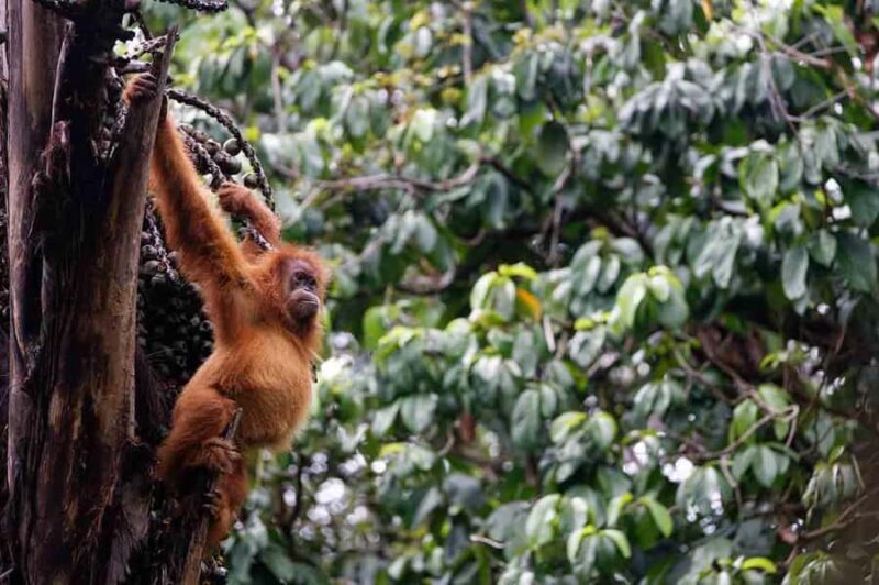 Bukit Lawang: Eco-Friendly Jungle Trek with Orangutans - Practical Details and What to Bring