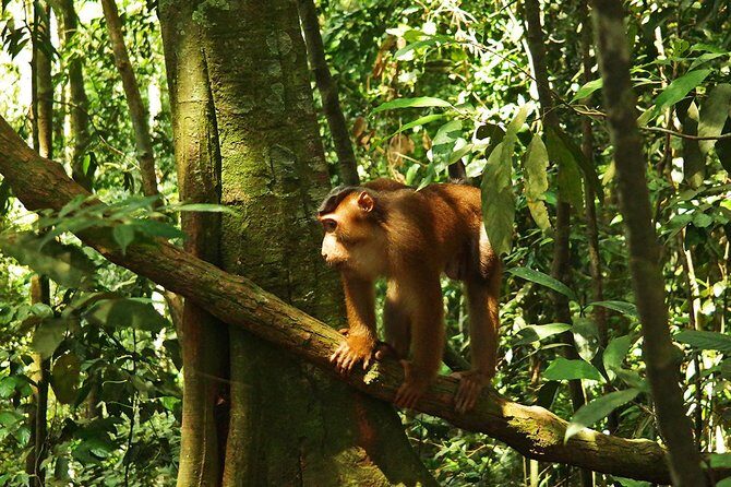 Bukit Lawang Full Day Jungle Trek - An In-Depth Look at Bukit Lawangs Jungle Trek