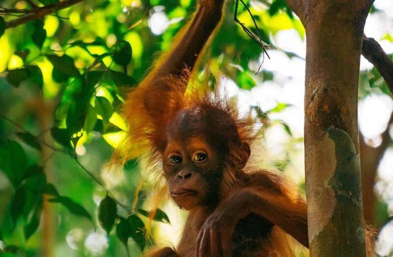 Bukit Lawang: Half Day Ethical Jungle And Eco Friendly Trek - Key Points