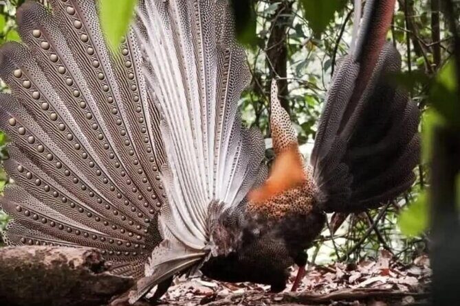 Bukit Lawang Jungle Trek Sumatran Safari - Who Should Consider This Tour?