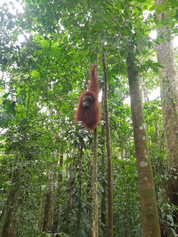 Bukit Lawang: Jungle Trekking and Rafting Day Trip - What to Expect: The Day in Detail