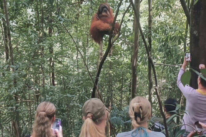 Bukit lawang | Orangutan trekking and Art Class Excursion (2D1N) - An Introduction to the Experience