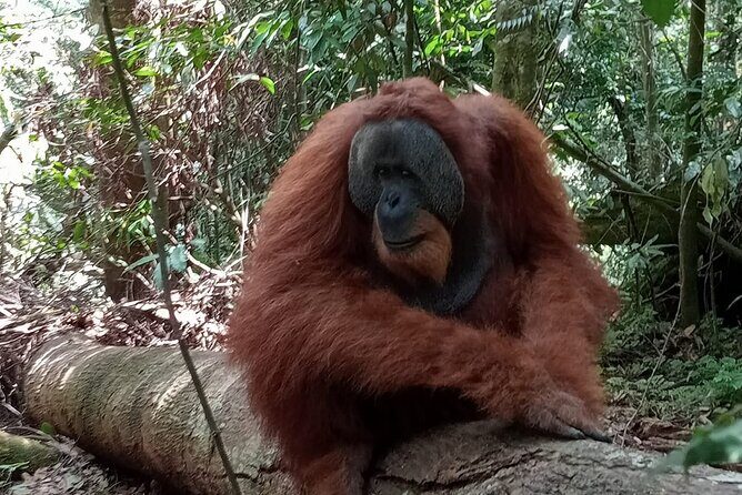 Bukit lawang | Orangutan trekking and Art Class Excursion (2D1N) - Final Thoughts