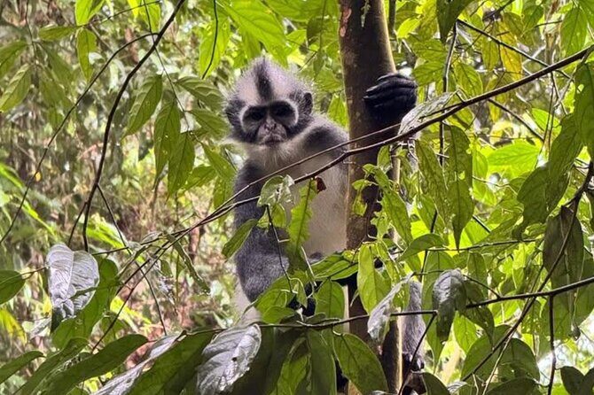 Bukit lawang | Orangutan trekking and Art Class Excursion (2D1N) - FAQ