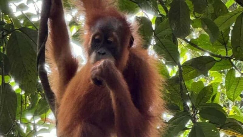 Bukit Lawang: Private Jungle Trek & River Tubing Tour - Key Points