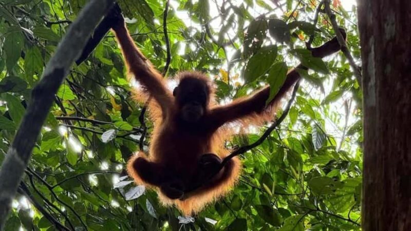 Bukit Lawang: Private Jungle Trek & River Tubing Tour - An Overview of the Tour