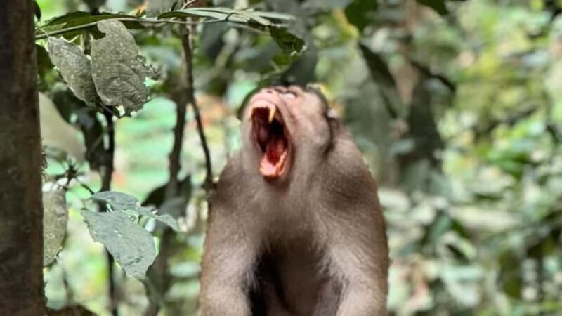 Bukit Lawang: Private Jungle Trek & River Tubing Tour - Transport & Group Size