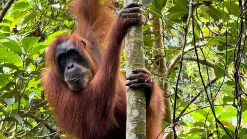 Bukit Lawang: Private Jungle Trek & River Tubing Tour - FAQ