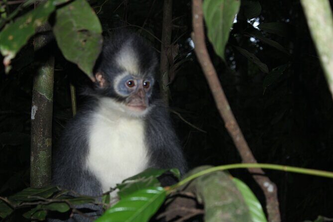 Bukit lawang tour 3days-2 night jungle trekking including rafting - Day 2: Further Into the Forest – Longer Trek & Wildlife Encounters